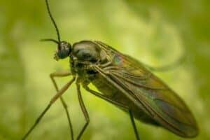 6 Ways To Deal With Fungus Gnats in Your Soil – TheGrowingLeaf
