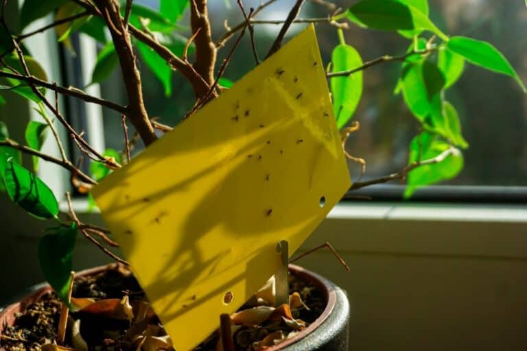 7 Common Pests Affecting Fiddle Leaf Figs: Signs & Treatment ...