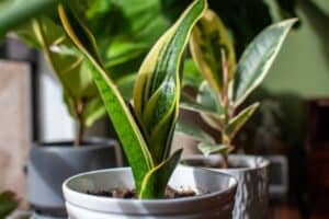 How To Make the Best Snake Plant Soil Mix (DIY Recipe) – TheGrowingLeaf