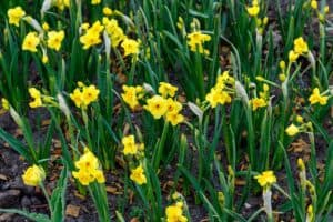 How to Plant, Grow, and Care For Daffodils – TheGrowingLeaf