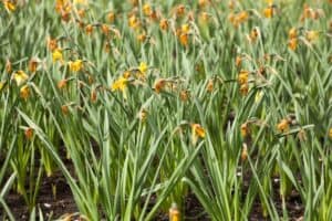 How to Plant, Grow, and Care For Daffodils – TheGrowingLeaf