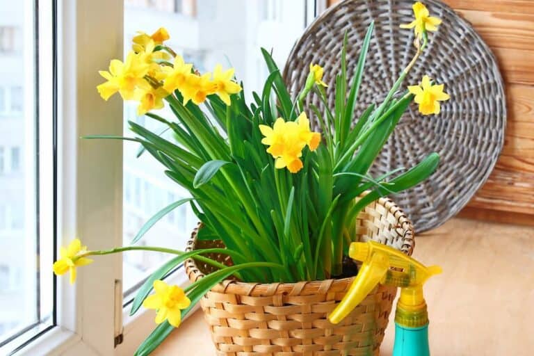 How To Care for Daffodils Indoors (Complete Guide) – thegrowingleaf