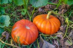 9 Reasons Why Pumpkins Split on the Vine – thegrowingleaf