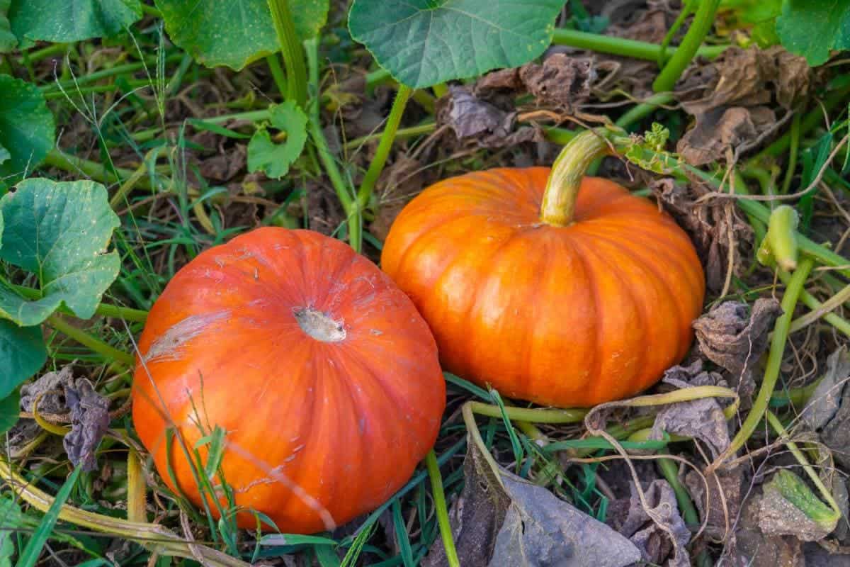 9 Reasons Why Pumpkins Split on the Vine – TheGrowingLeaf