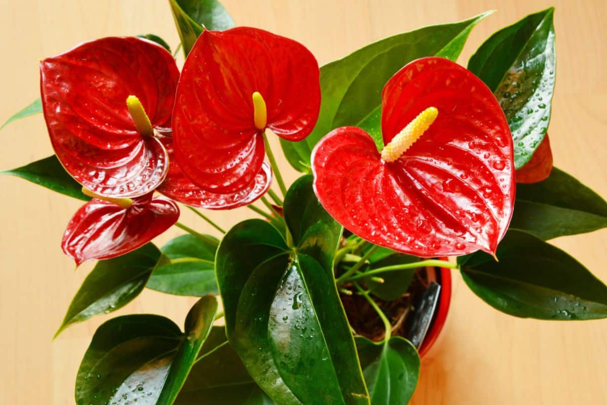 How to Make the Best Anthurium Potting Mix (DIY Guide) – TheGrowingLeaf