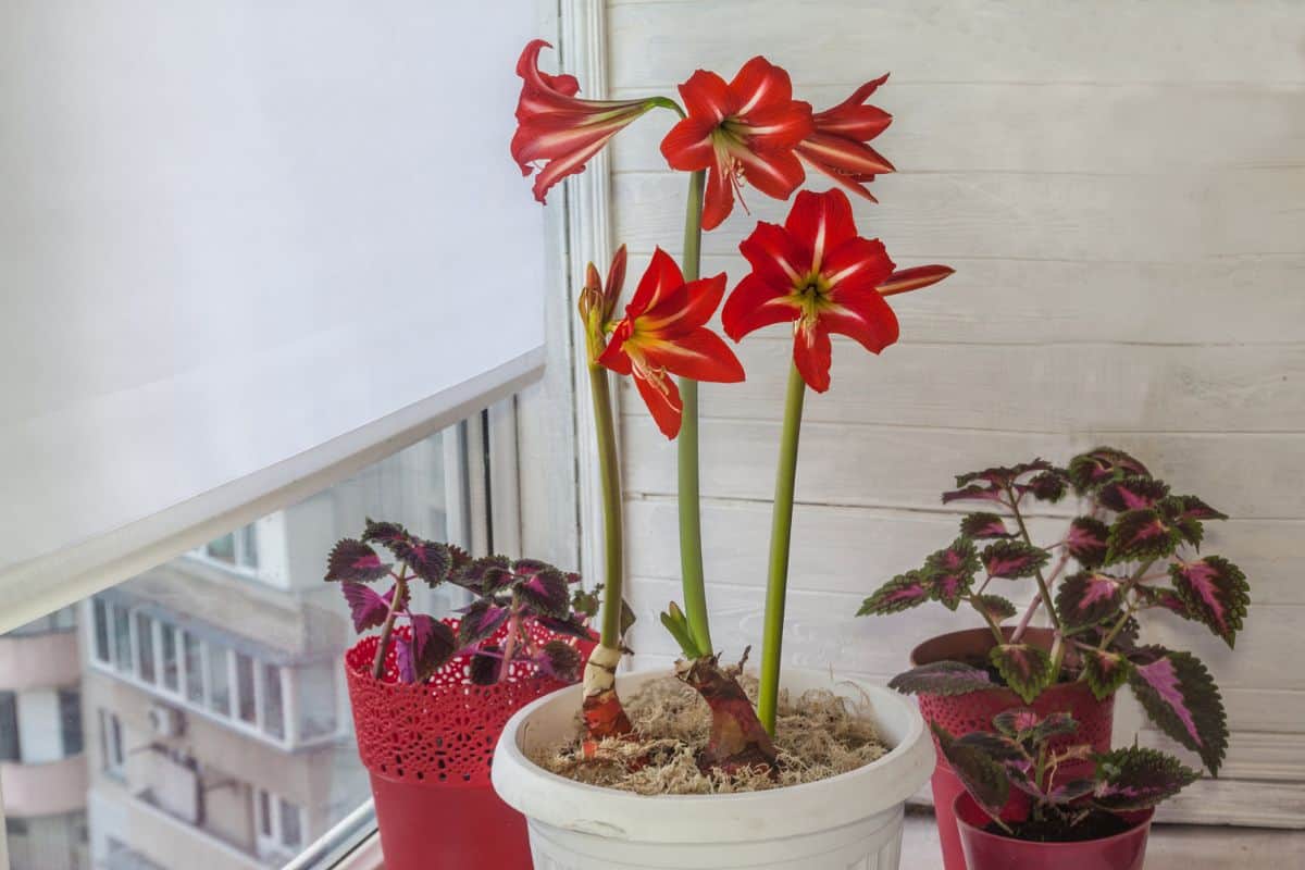 How To Grow Indoor Amaryllis (Easy Guide) – TheGrowingLeaf