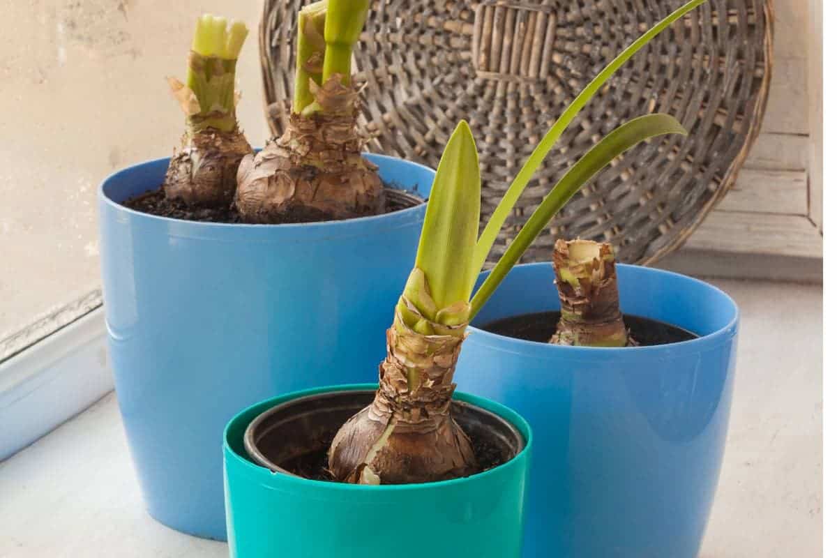 How To Grow Indoor Amaryllis (Easy Guide) – TheGrowingLeaf