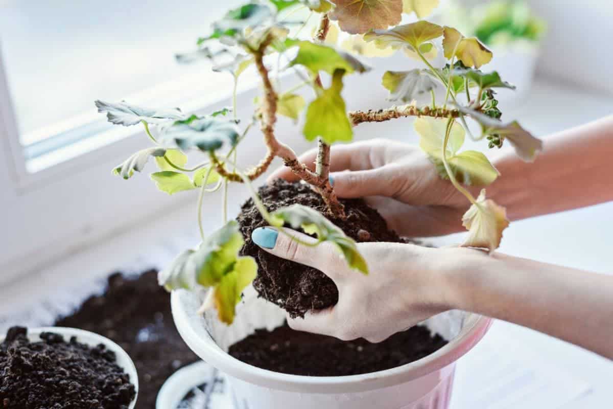 4 Ways To Keep Geraniums Alive Over the Winter – TheGrowingLeaf