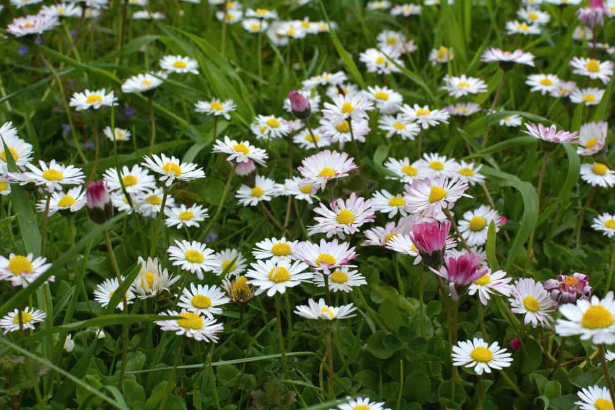Why Some Daisies Have Pink Tips (The Science Explained) – TheGrowingLeaf