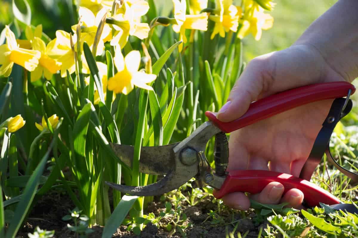 How to Plant, Grow, and Care For Daffodils – TheGrowingLeaf