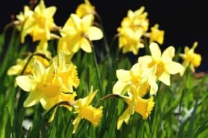 How to Plant, Grow, and Care For Daffodils – TheGrowingLeaf