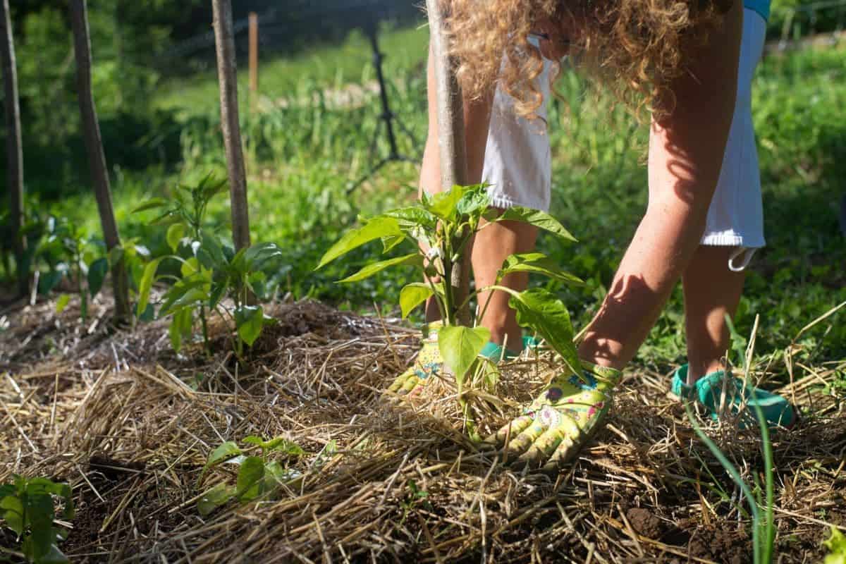 8 Best Organic Mulches for Vegetable Gardens Explained – TheGrowingLeaf