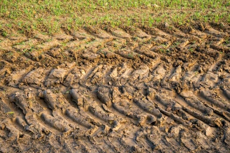 Soil Compaction in Gardens: Symptoms, Causes, and Fixes – TheGrowingLeaf