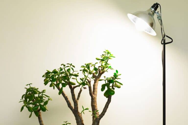 5 Best Locations for a Jade Plant in Your House – TheGrowingLeaf