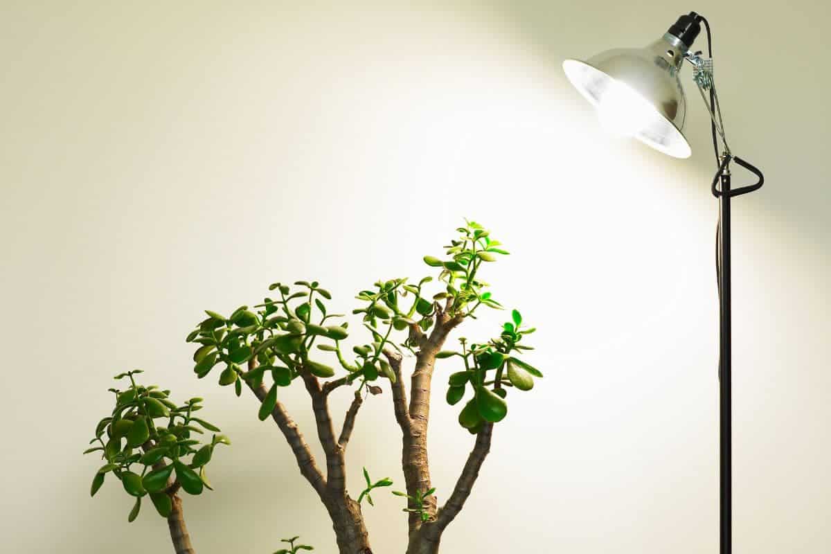 5 Best Locations for a Jade Plant in Your House – TheGrowingLeaf