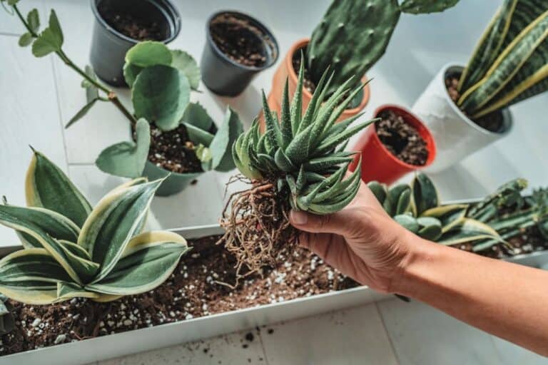 How To Make the Best Snake Plant Soil Mix (DIY Recipe) – TheGrowingLeaf