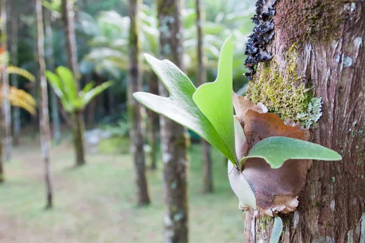 4 Different Ways To Mount a Staghorn Fern – TheGrowingLeaf