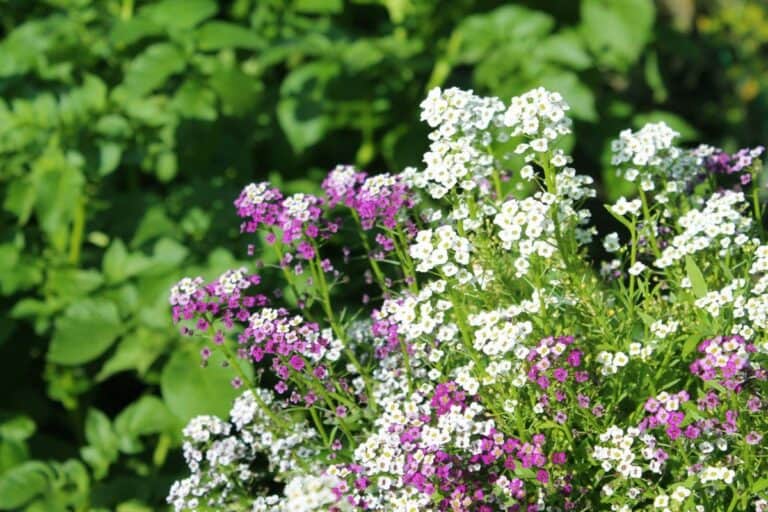 How to Plant, Grow, and Care For (Sweet) Alyssum – TheGrowingLeaf