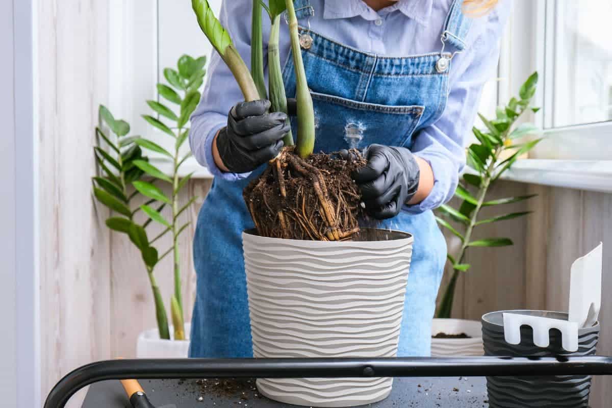 How to Repot a ZZ Plant: A Transplanting Guide – TheGrowingLeaf