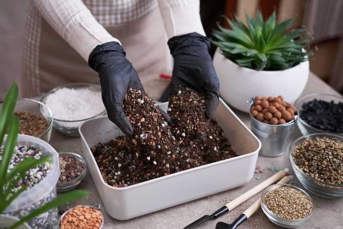 How To Make the Best Snake Plant Soil Mix (DIY Recipe) – TheGrowingLeaf