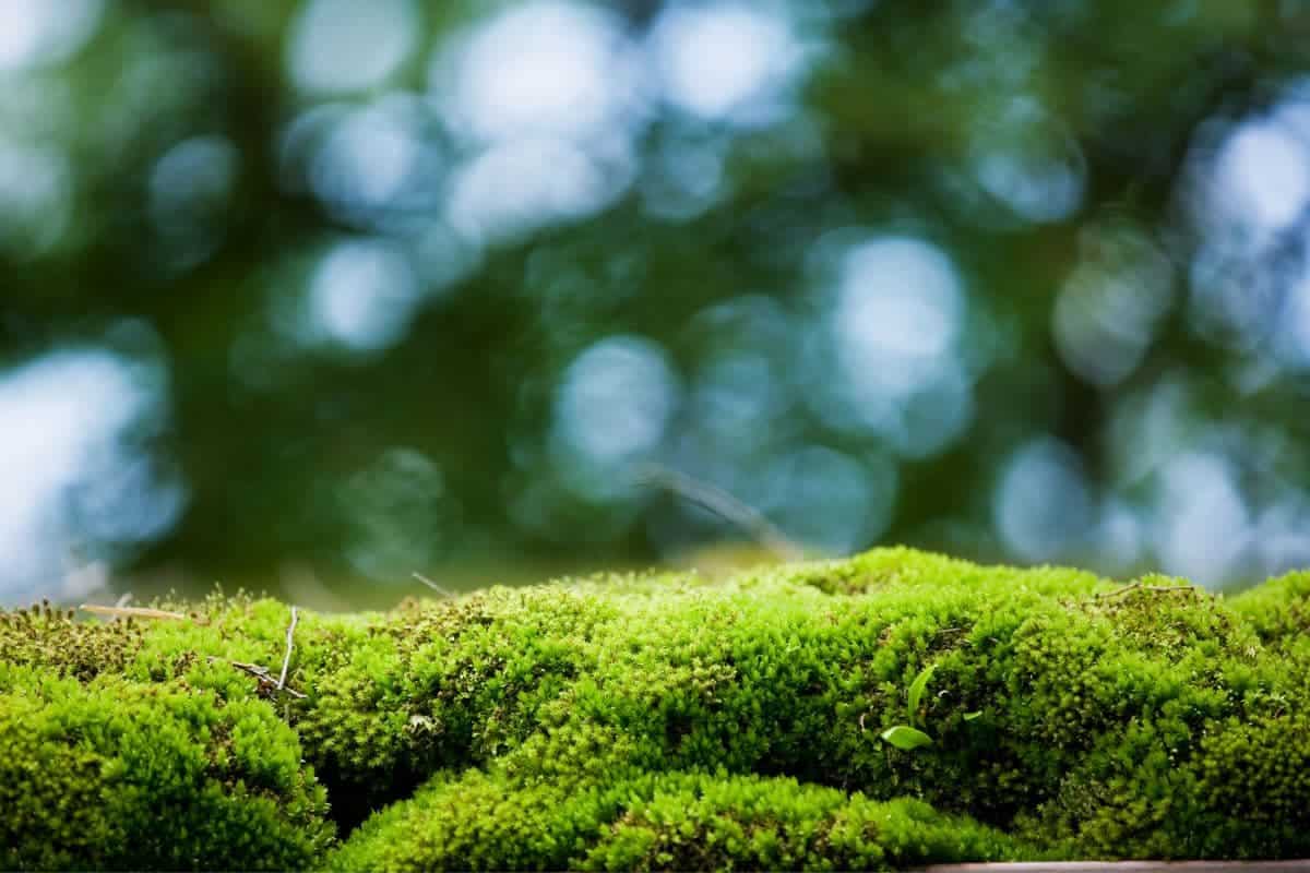 7 Reasons Why Moss Grows on Your Garden Soil – TheGrowingLeaf
