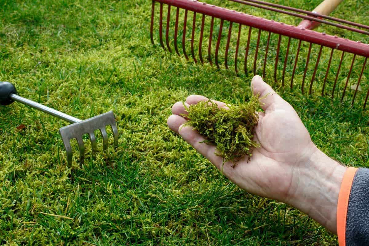 7 Reasons Why Moss Grows on Your Garden Soil – TheGrowingLeaf