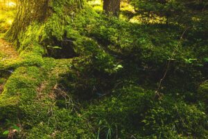 7 Reasons Why Moss Grows on Your Garden Soil – TheGrowingLeaf