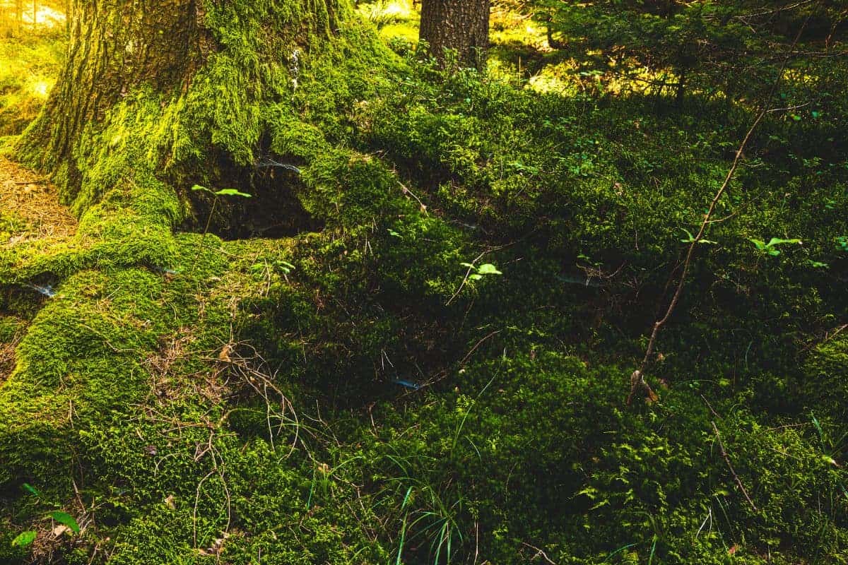 7 Reasons Why Moss Grows on Your Garden Soil – TheGrowingLeaf