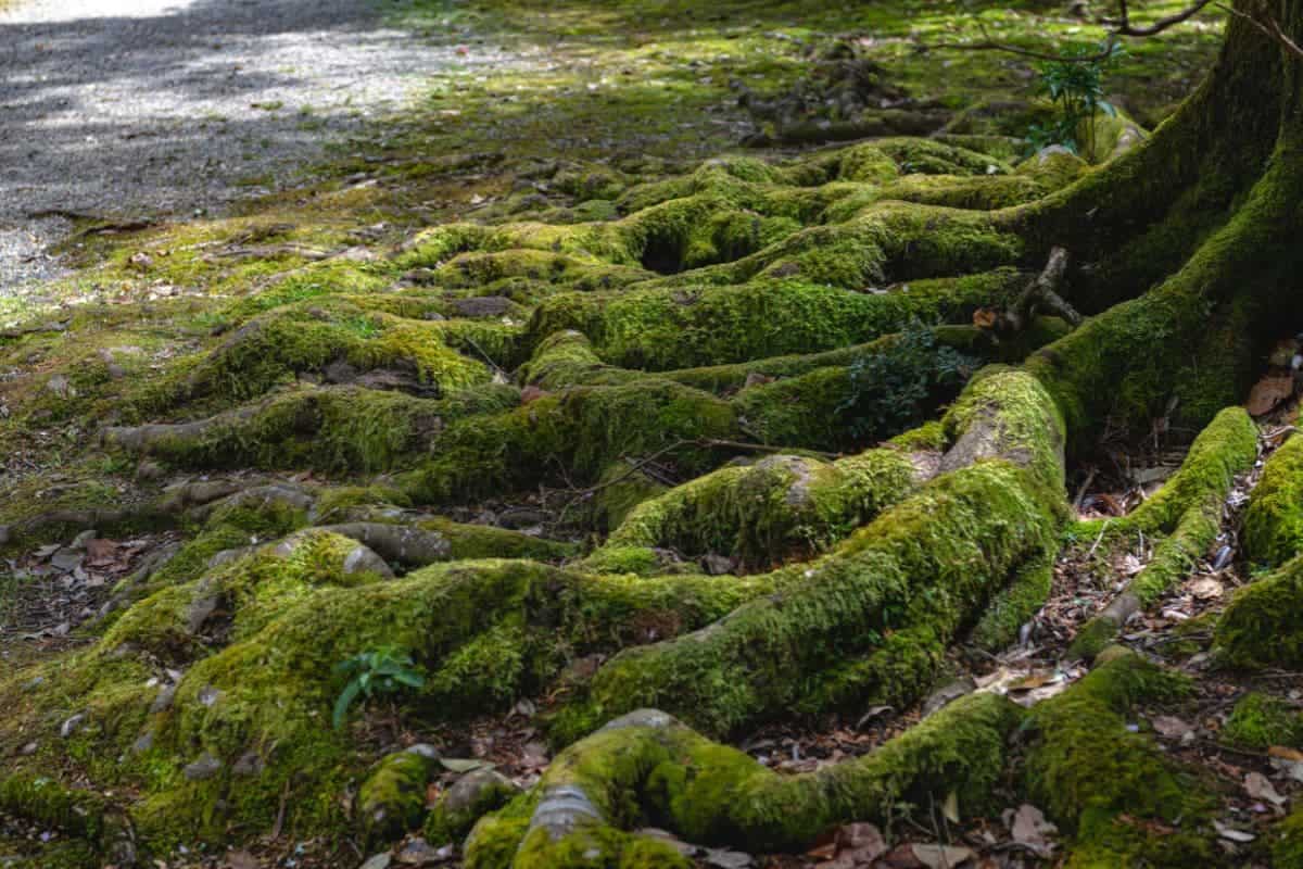 7 Reasons Why Moss Grows on Your Garden Soil – TheGrowingLeaf