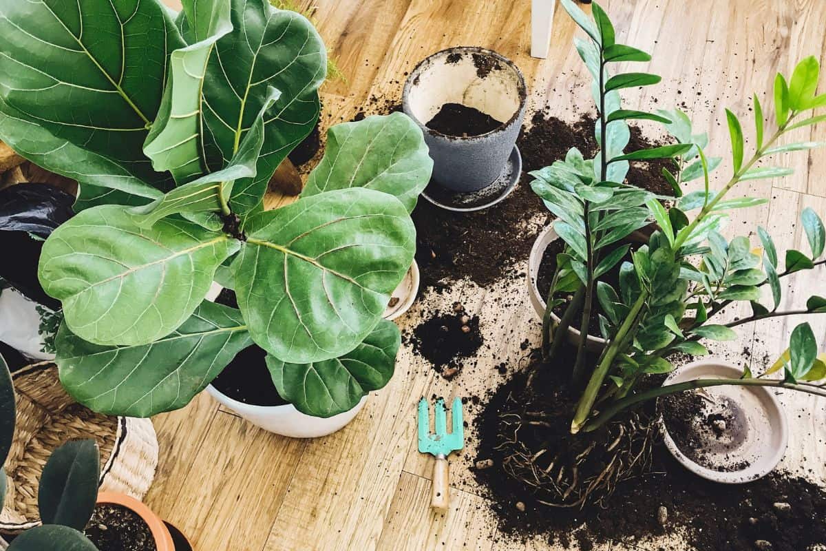Overpotting Risks: How Too-Large Pots Affect Plant Health – TheGrowingLeaf