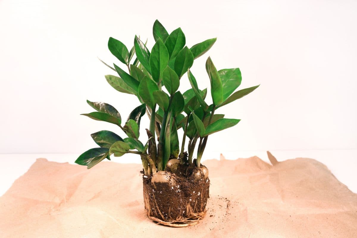 Exposed Bulbs in ZZ Plants: Causes, Diagnosis, and Management ...