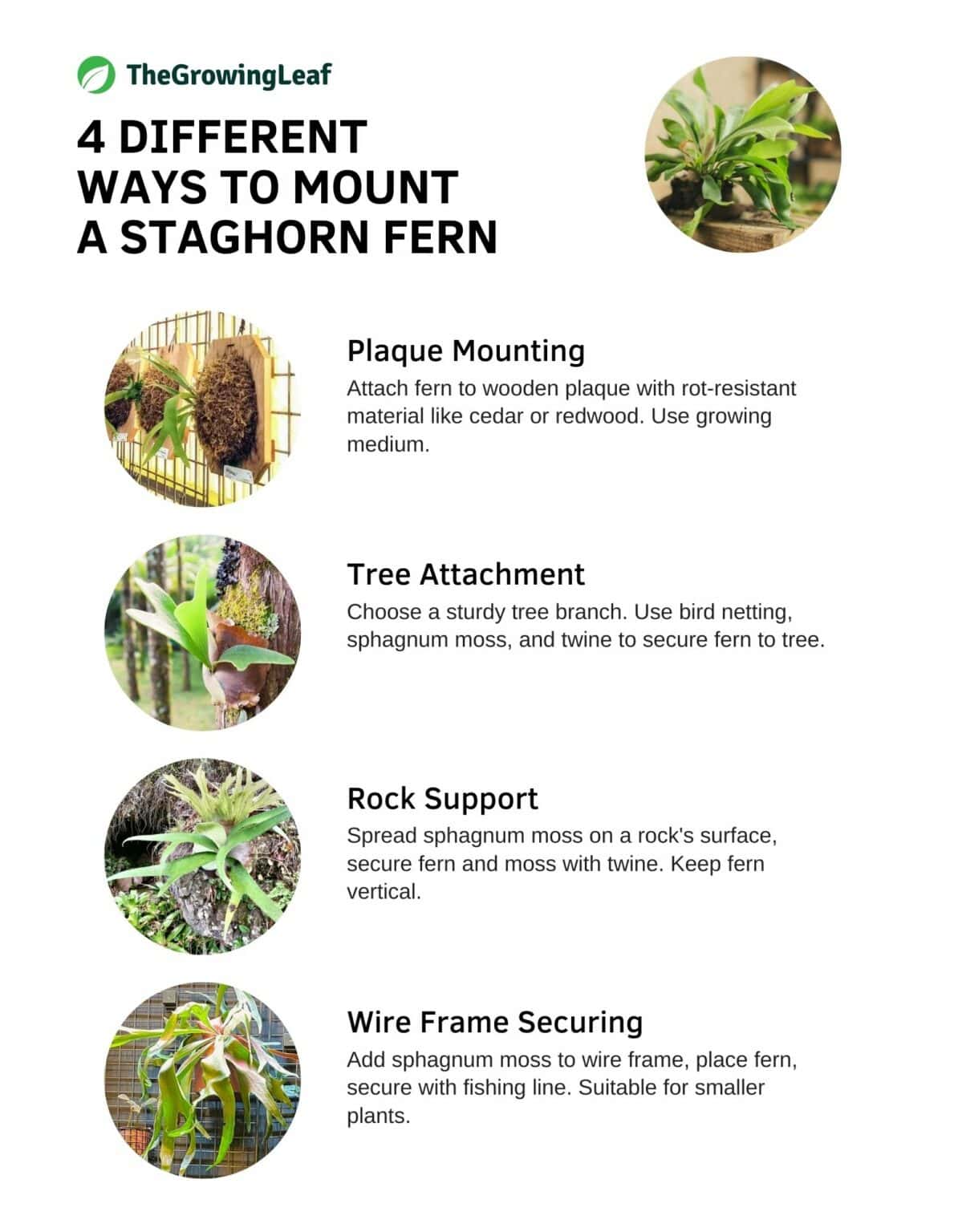 4 Different Ways To Mount a Staghorn Fern – TheGrowingLeaf