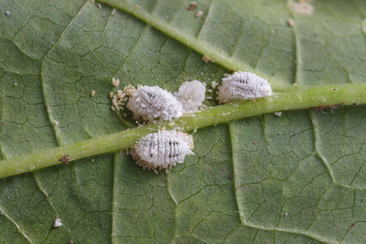 6 Common Pests Affecting Jade Plants: Signs and Management – TheGrowingLeaf