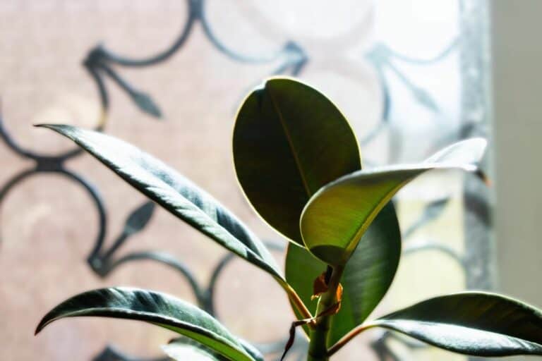 Why and How Often You Should Rotate Houseplants – TheGrowingLeaf