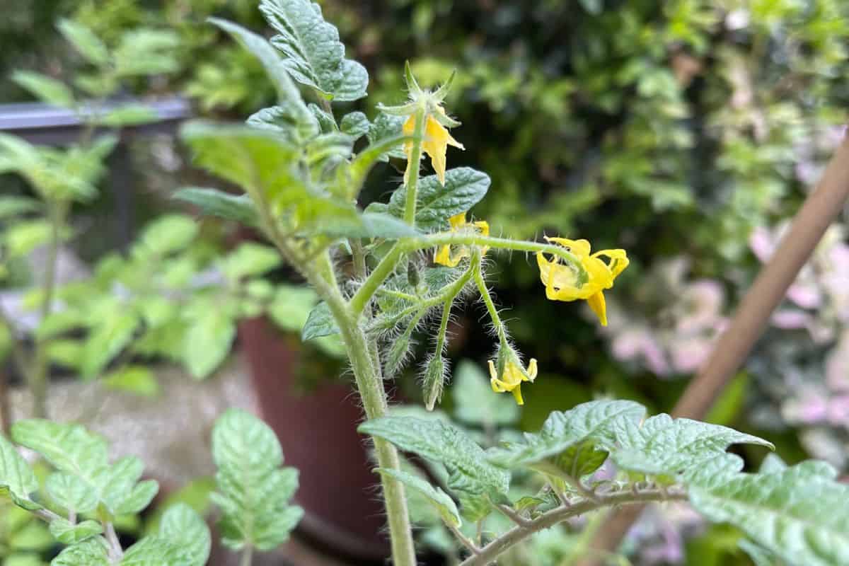 How to Plant, Grow, and Harvest Cherry Tomatoes – TheGrowingLeaf