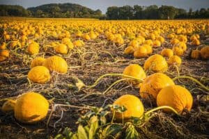 9 Reasons Why Pumpkins Split on the Vine – TheGrowingLeaf