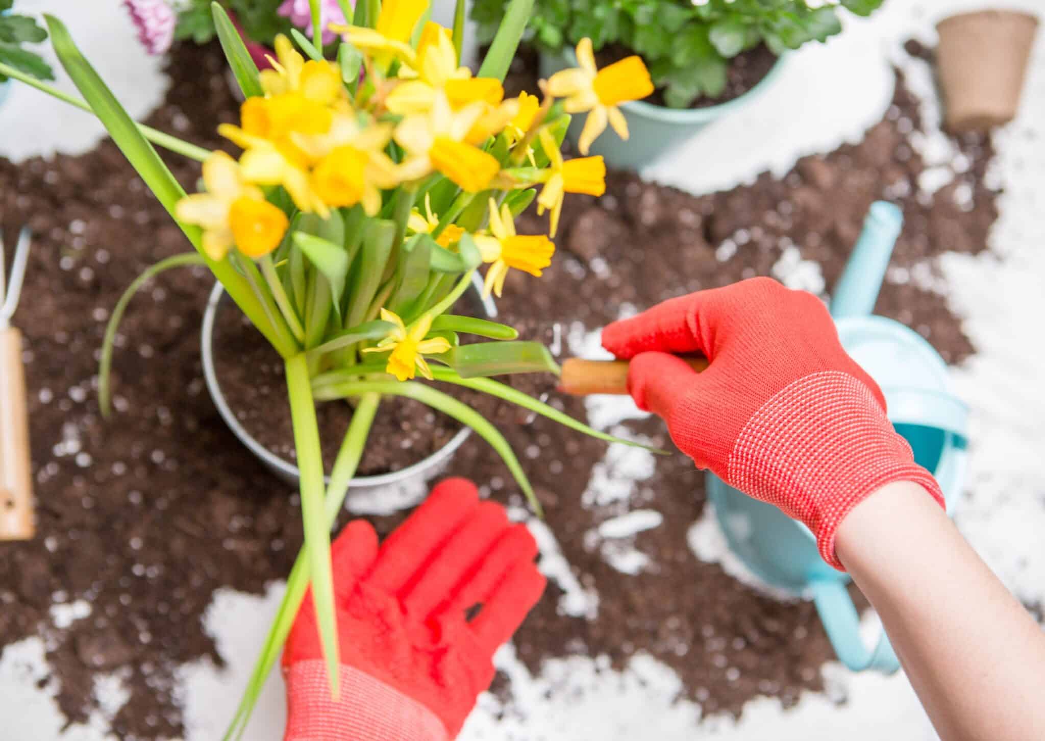 How To Care for Daffodils Indoors (Complete Guide) – TheGrowingLeaf