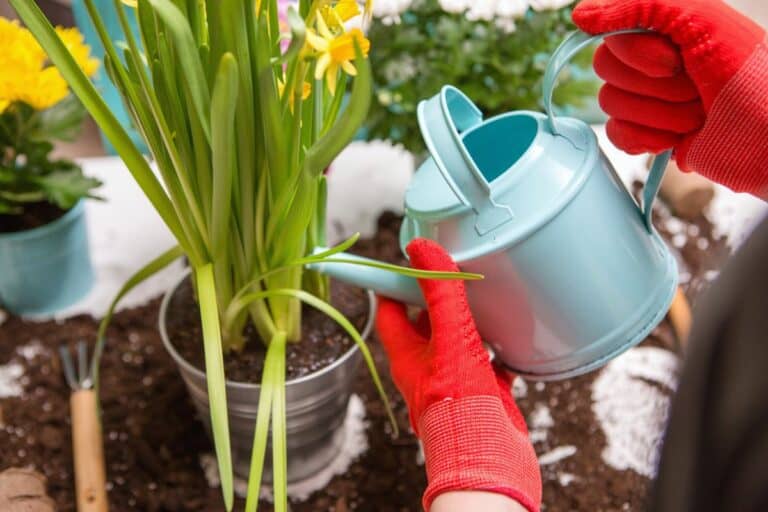 How To Care for Daffodils Indoors (Complete Guide) – TheGrowingLeaf
