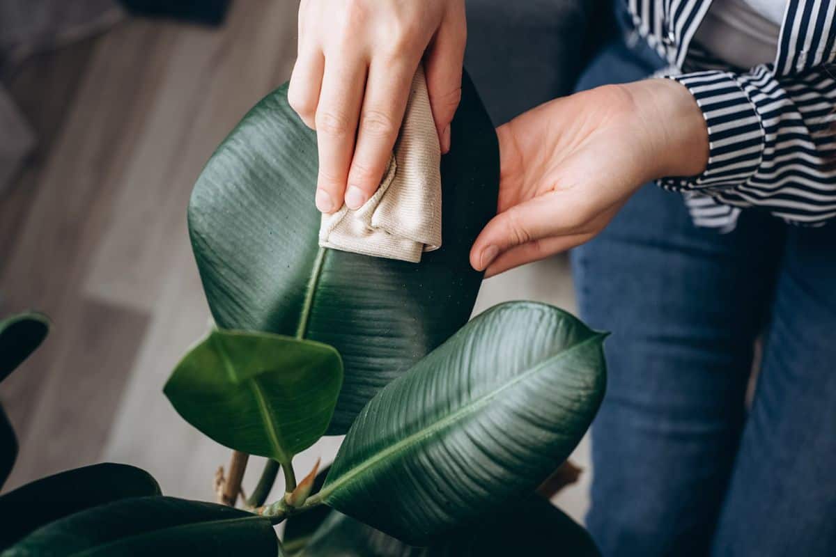 How To Get Rid of Gnats in Plants Using Dish Soap – TheGrowingLeaf