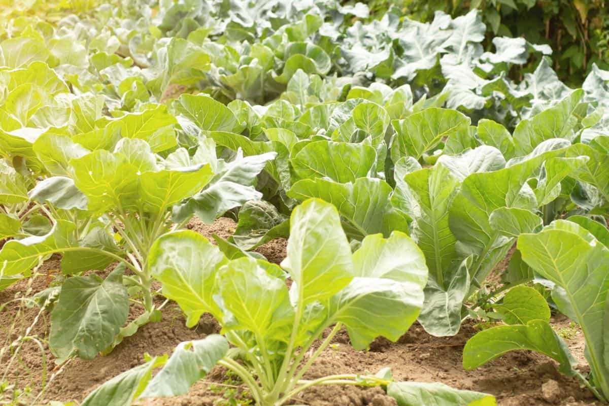 8 Best Organic Mulches for Vegetable Gardens Explained – TheGrowingLeaf