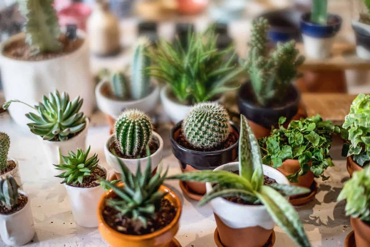 Why and How Often You Should Rotate Houseplants – TheGrowingLeaf