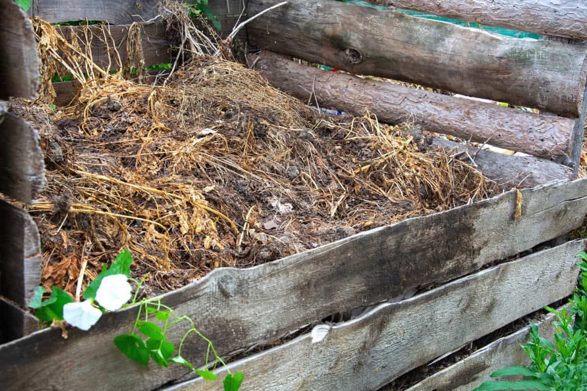 How to Use Sawdust As Mulch in a Vegetable Garden – TheGrowingLeaf