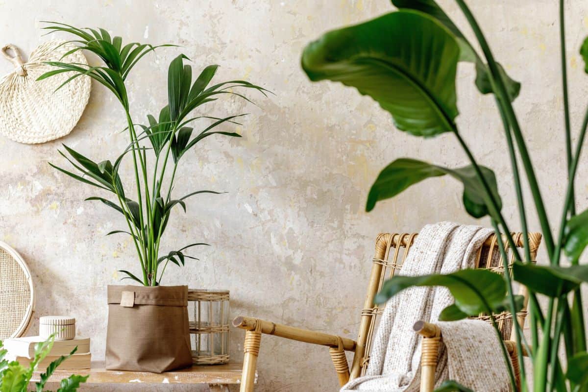 What To Do When Houseplants Are Getting Too Tall – TheGrowingLeaf