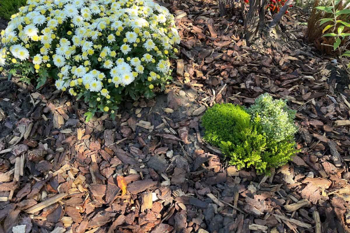 Soil Compaction in Gardens: Symptoms, Causes, and Fixes – TheGrowingLeaf