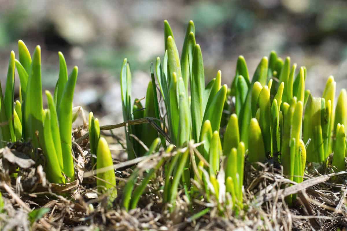 How to Plant, Grow, and Care For Daffodils – TheGrowingLeaf