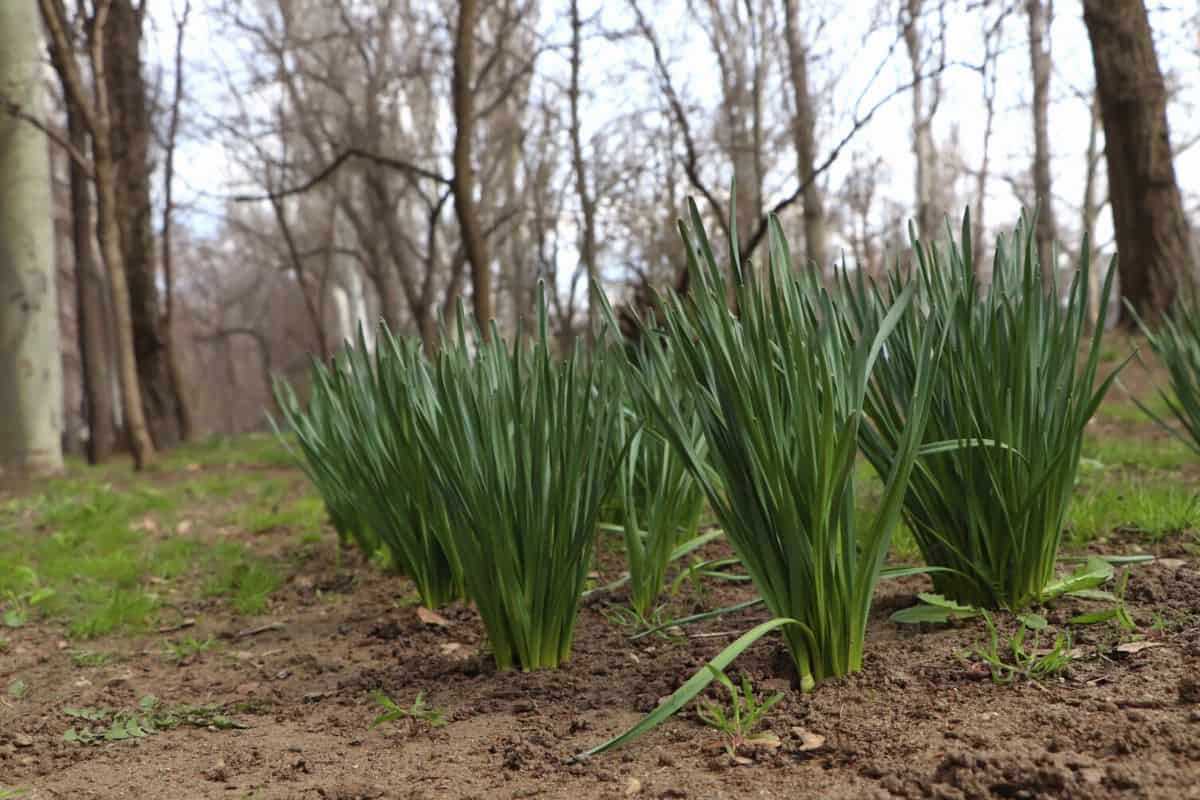How to Plant, Grow, and Care For Daffodils – TheGrowingLeaf