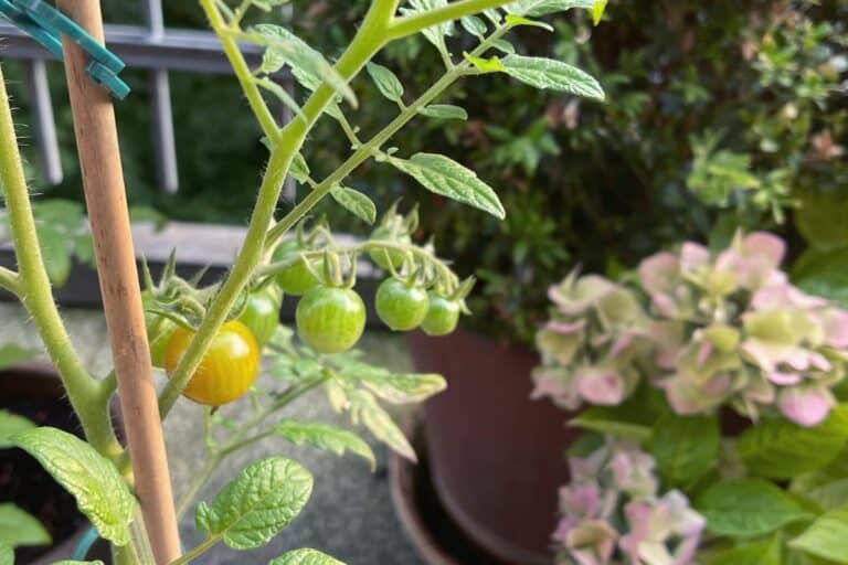 How to Plant, Grow, and Harvest Cherry Tomatoes – TheGrowingLeaf