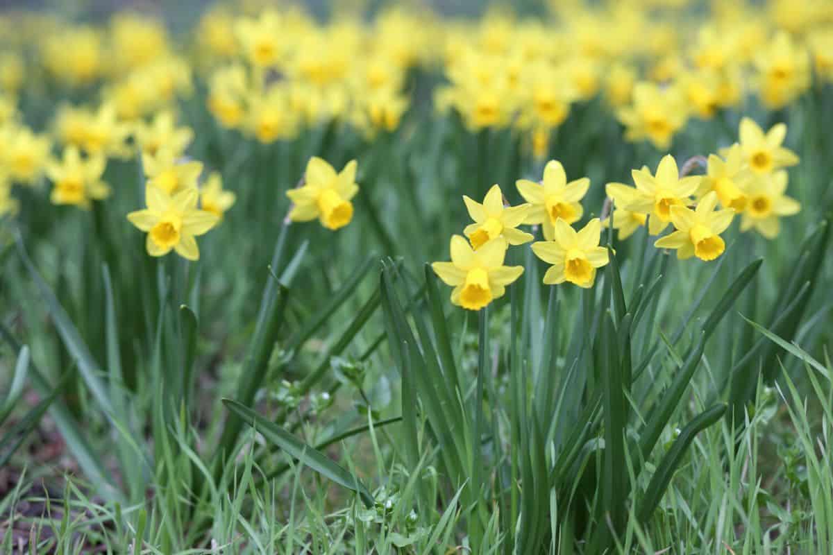 How to Plant, Grow, and Care For Daffodils – TheGrowingLeaf