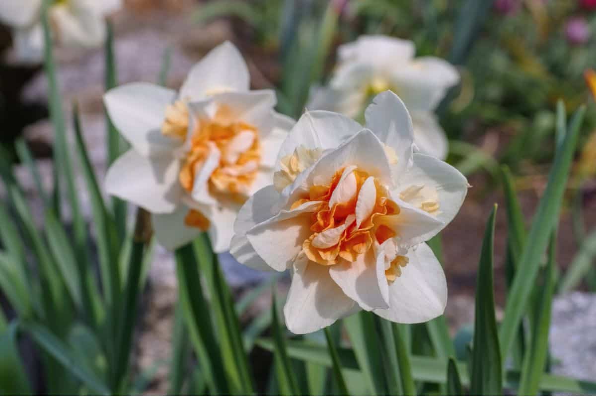 How to Plant, Grow, and Care For Daffodils – TheGrowingLeaf