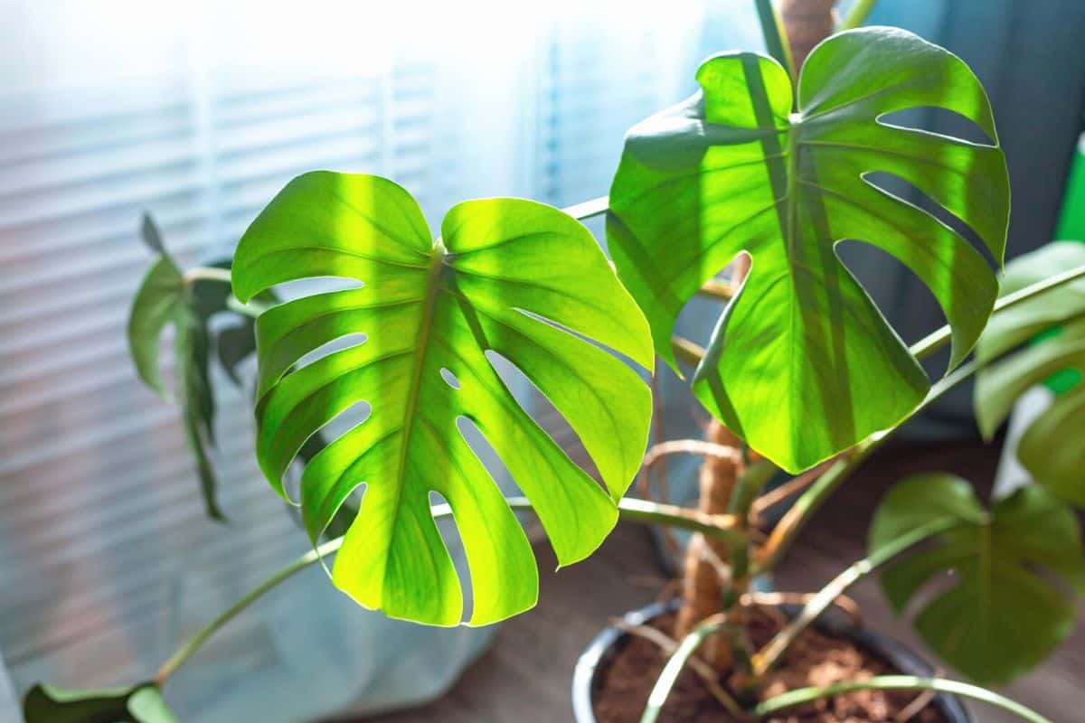 How to Plant, Grow, and Care for Monstera Deliciosa – TheGrowingLeaf